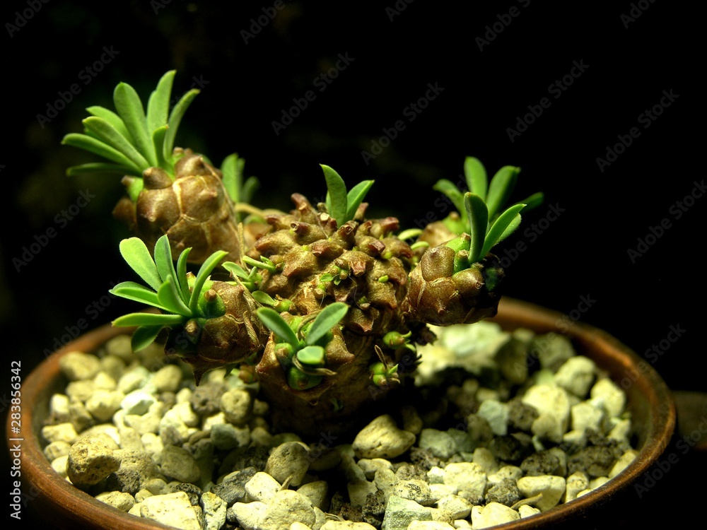 Succulent Euphorbia Habisan overgrown children. Amazing spurge bumps ...