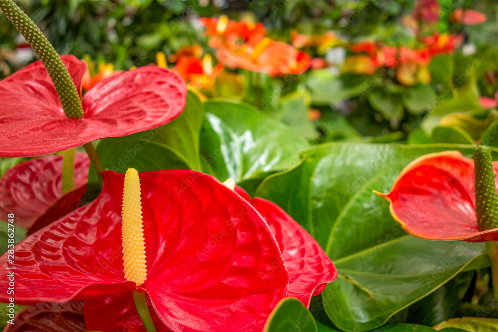 flamingo flowers Stock Photo | Adobe Stock