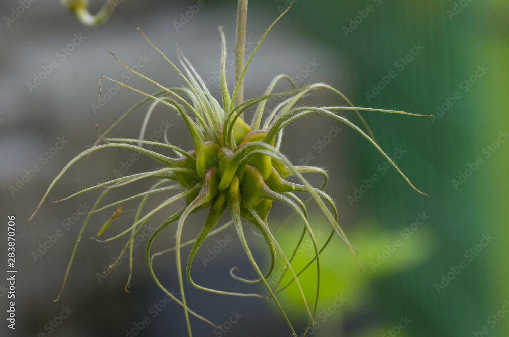 seed of Korean pasque flower Stock Photo | Adobe Stock