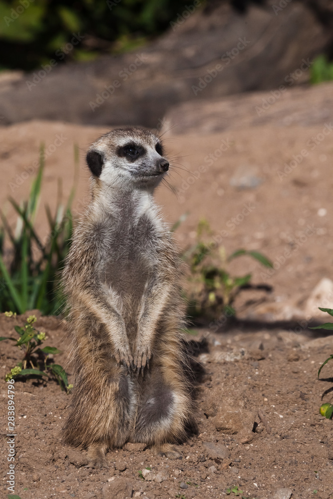 Sentry at the post. A watchful peppy meerkat (Timon) on a sandy desert background is watching ...
