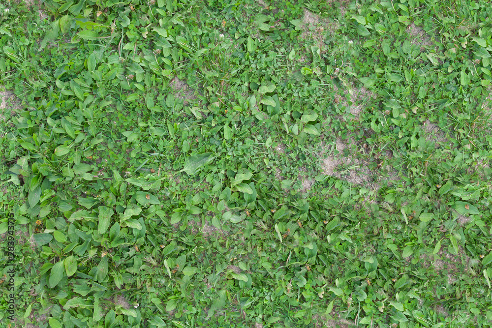 seamless grass texture, trampled grass on the ground, high resol Stock ...