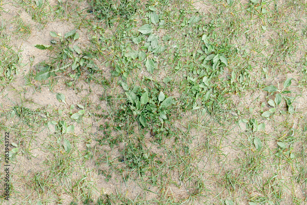 seamless ground texture with small grass, trampled grass, high ...