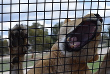 Animal Behind Bars Free Stock Photo - Public Domain Pictures