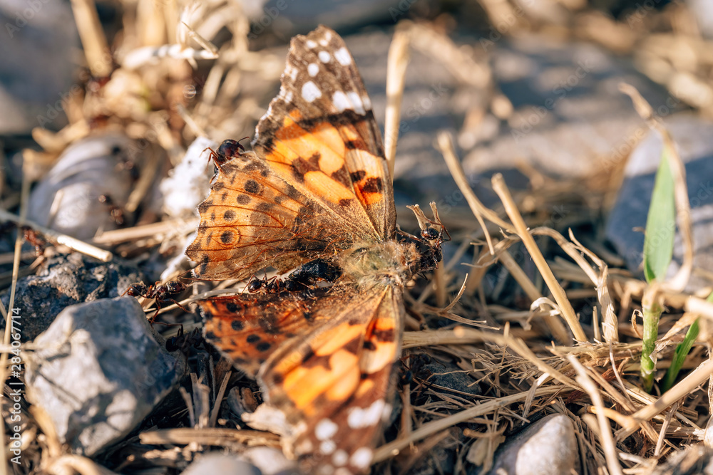 Dead colorful butterfly in the grass by the road. A dead orange ...
