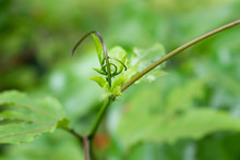 Tendrils Of A Climber Free Stock Photo - Public Domain Pictures