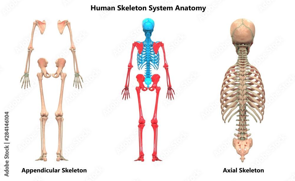 Human Skeleton System Appendicular and Axial Skeleton Anatomy Posterior ...