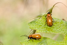 Tater Bug Free Stock Photo - Public Domain Pictures