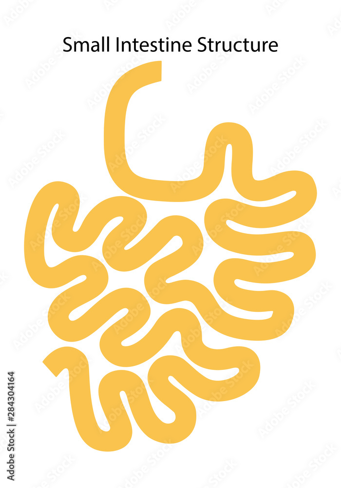 Human internal organs: small intestine structure - Ileum, Jejunum ...