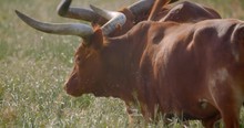 Ankole-Watusi Bull In Field Free Stock Photo - Public Domain Pictures