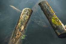 The Log In The Water Free Stock Photo - Public Domain Pictures