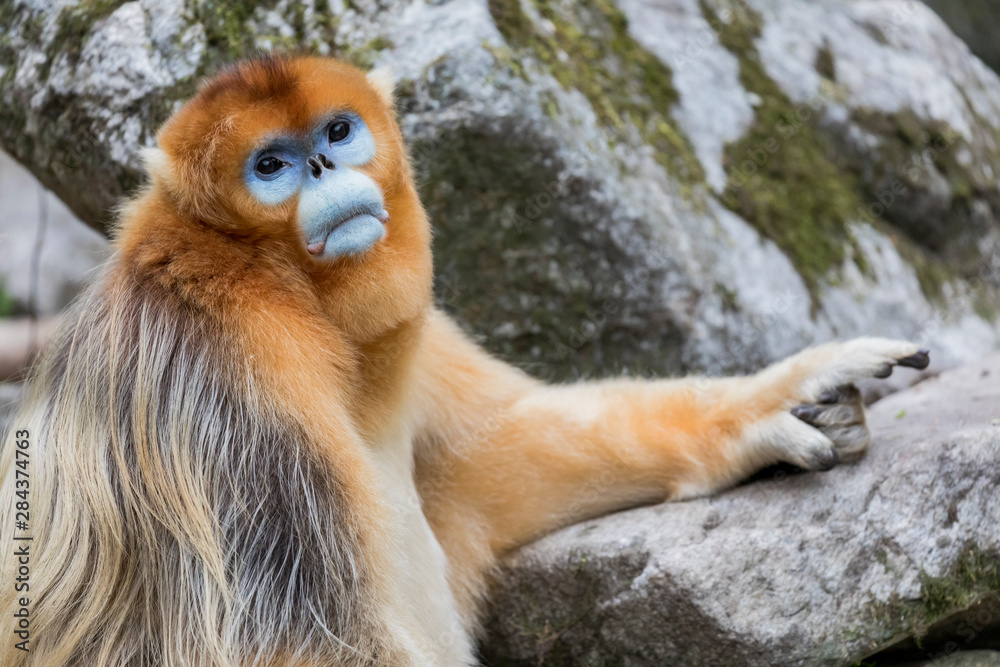 Asia, Shaanxi, Foping National Nature Reserve, golden snub-nosed monkey ...