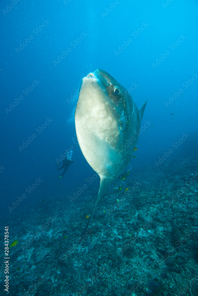 Stockfoto Adult Ocean Sunfish (Mola mola) heaviest bony fish in the world, Nusa Penida, Bali ...