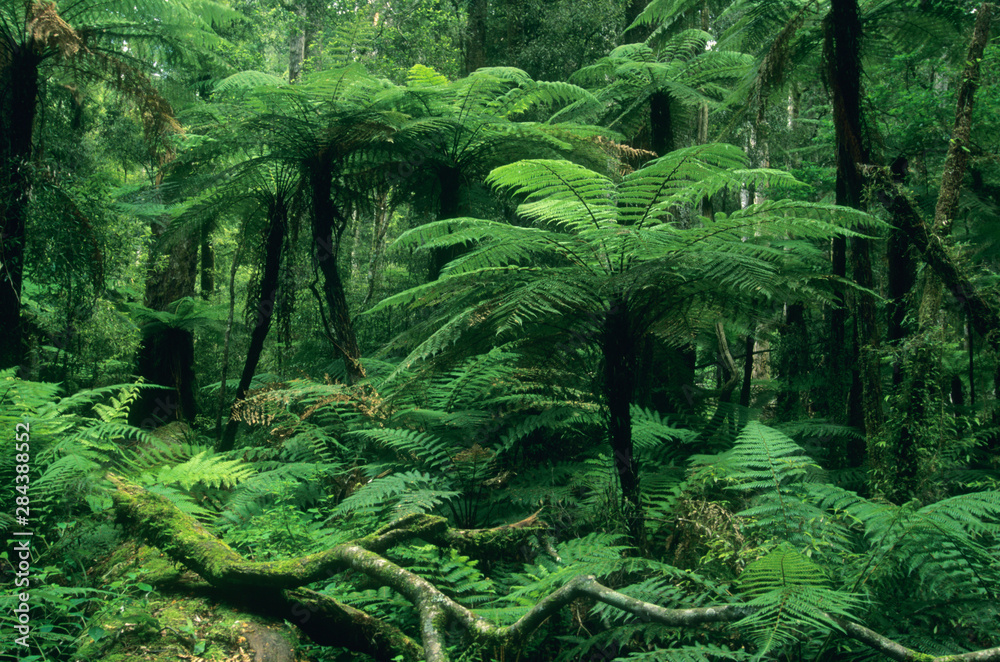 New Zealand, North Island, Whirinaki Forest Park, native forest, tree ...