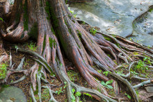 Cedar Roots Free Stock Photo - Public Domain Pictures