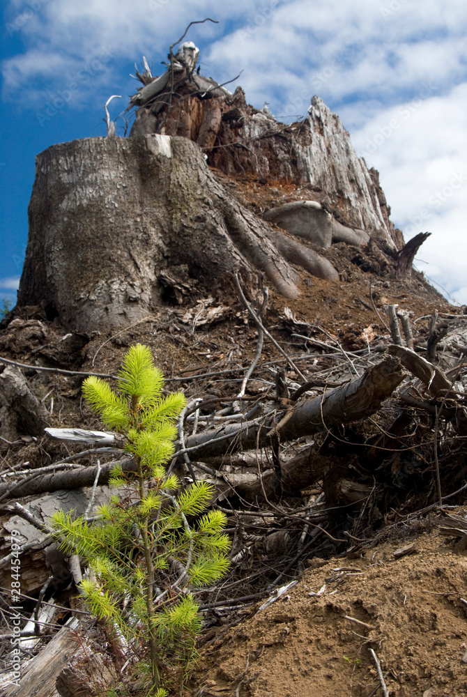 US: Oregon, Columbia River Basin, near Bradwood on Rt 30, reforestation ...