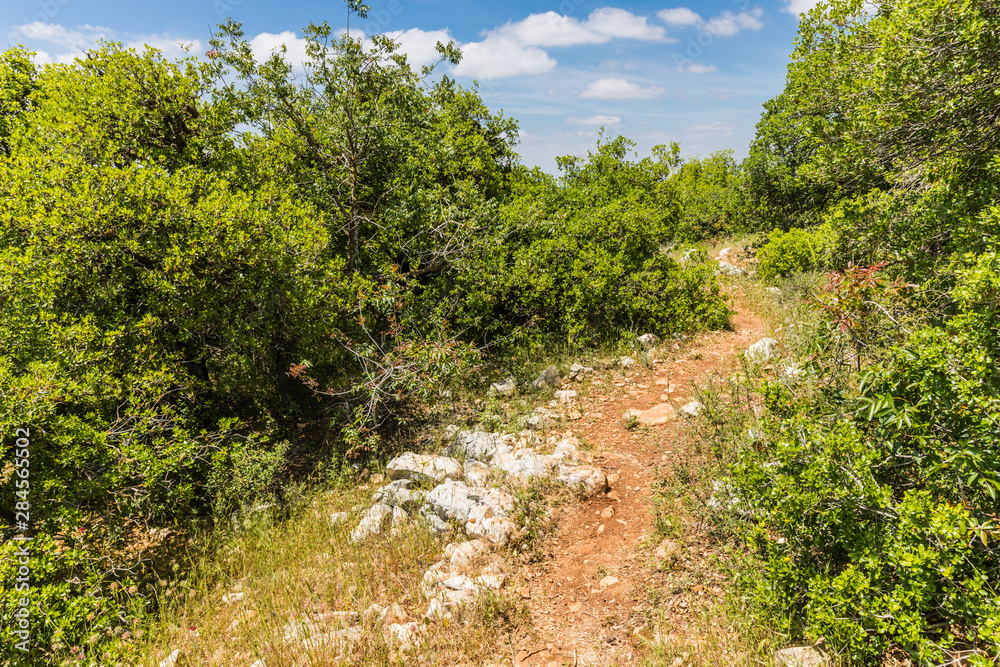View from the Roe Deer Trail in The Ajloun Forest Reserve in Jordan ...
