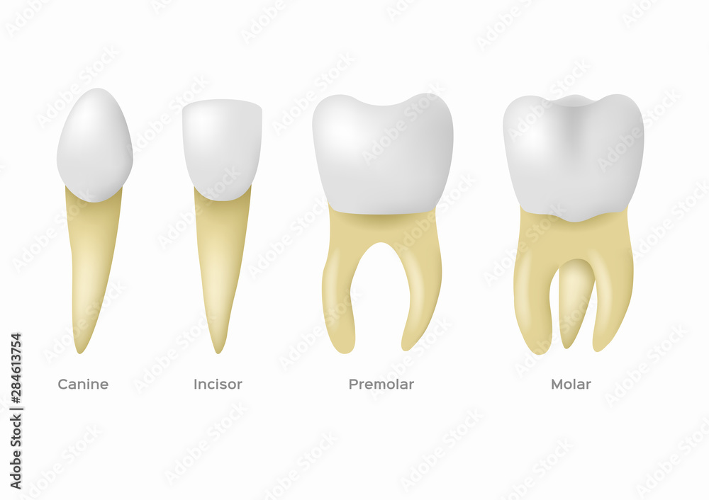 teeth types / human anatomy and bone Stock Vector | Adobe Stock