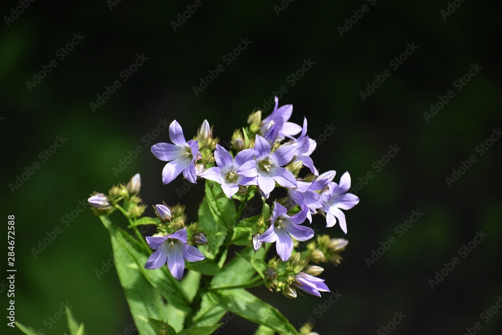 Flowers of Campanula Rapunculoides, known as creeping bellflower or ...