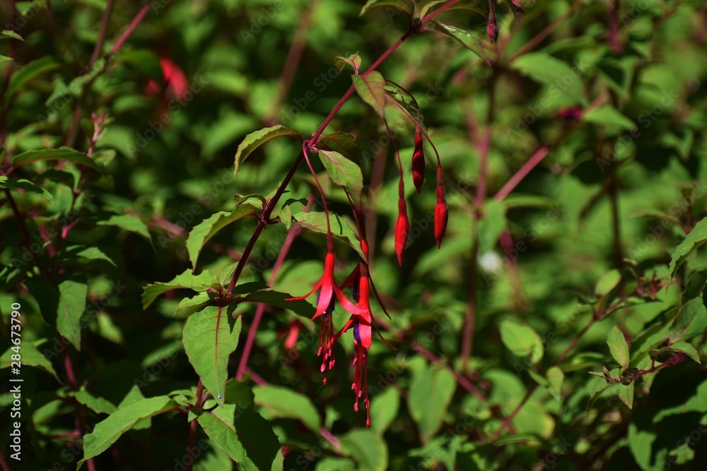 Photo Stock Fuchsia Regia is a plant species in the genus Fuchsia ...