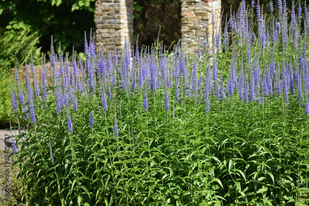 Veronica Longifolia, known as garden speedwell or longleaf speedwell ...