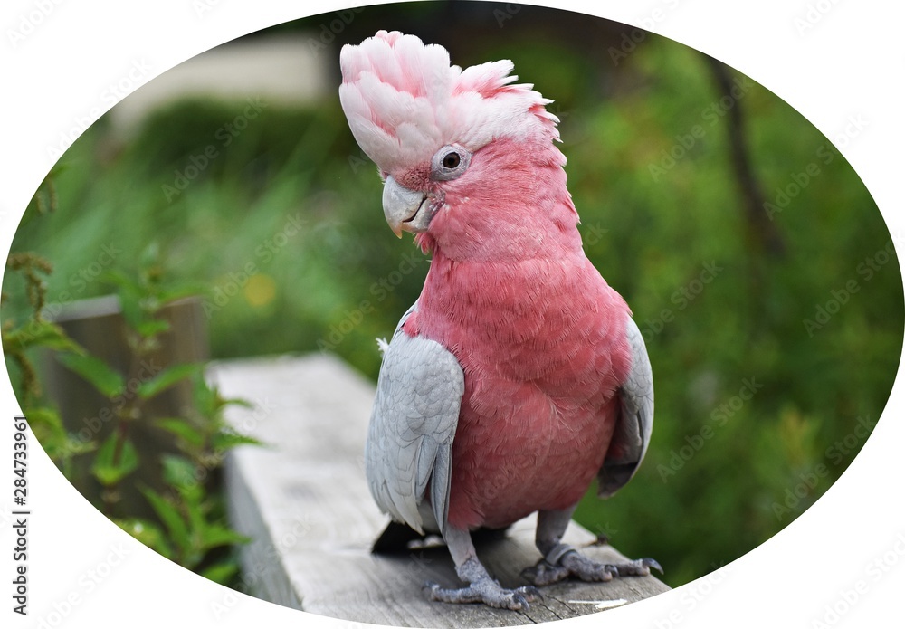 The Galah, (Eolophus Roseicapilla), also known as Rose-breasted ...