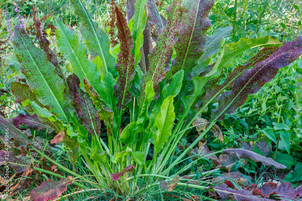Grandes hojas verdes y moradas. Planta del género rumex. Ribera del Río ...