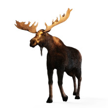 Grey Moose Free Stock Photo - Public Domain Pictures