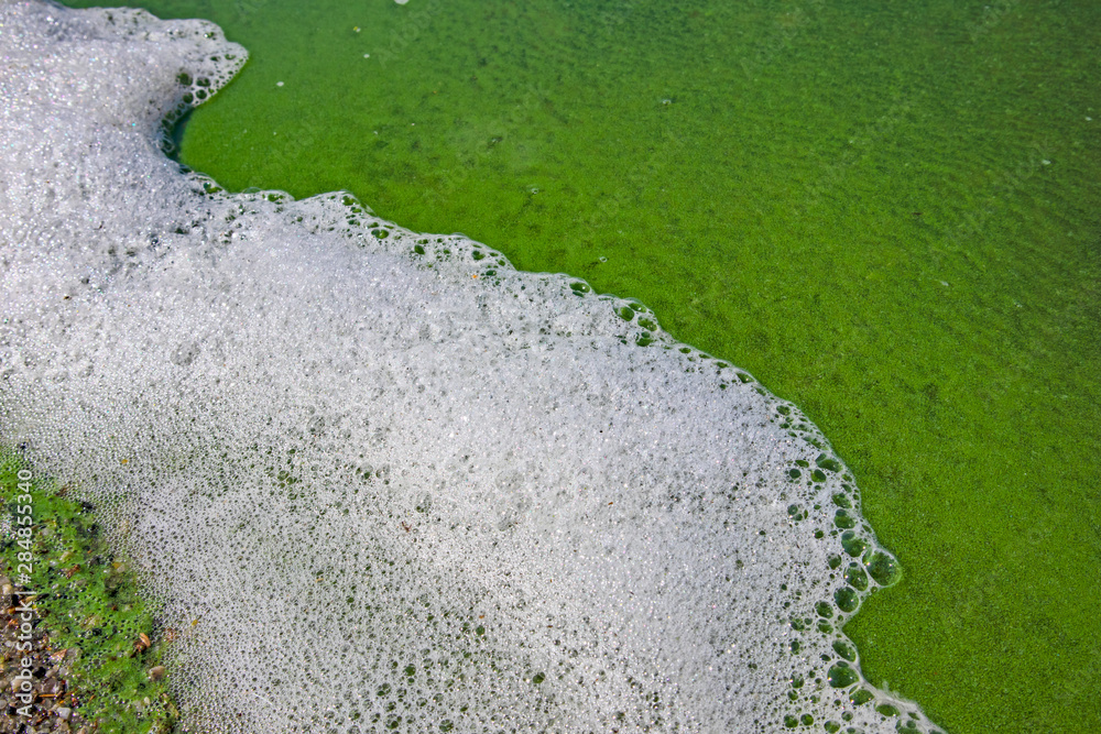 Foam and water with blooming blue-green algae (Cyanobacteria ...