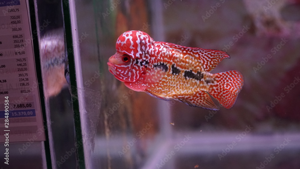 Flowerhorn Louhan Fish Stock Photo | Adobe Stock
