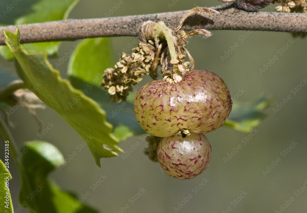 Plagiotrochus quercusilicis galls on quercus faginea gills with a very ...