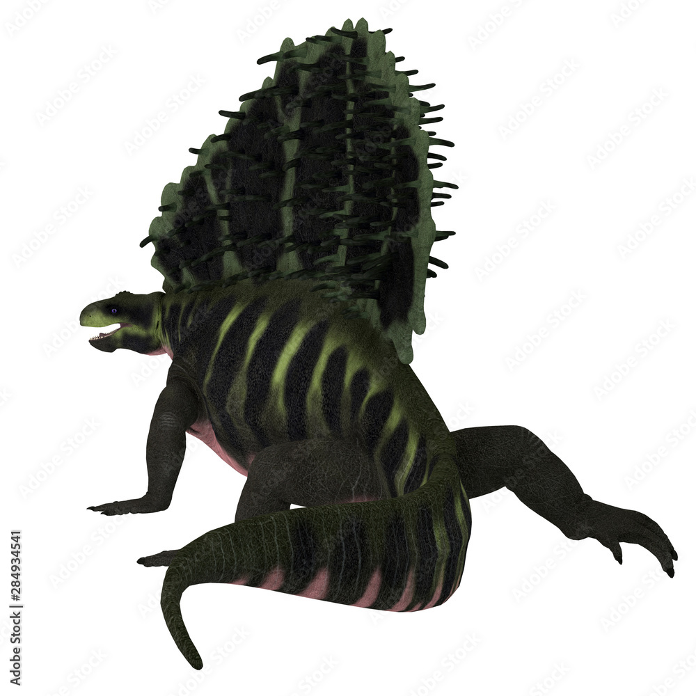 Edaphosaurus Dinosaur Tail - Edaphosaurus was a sailback carnivorous ...