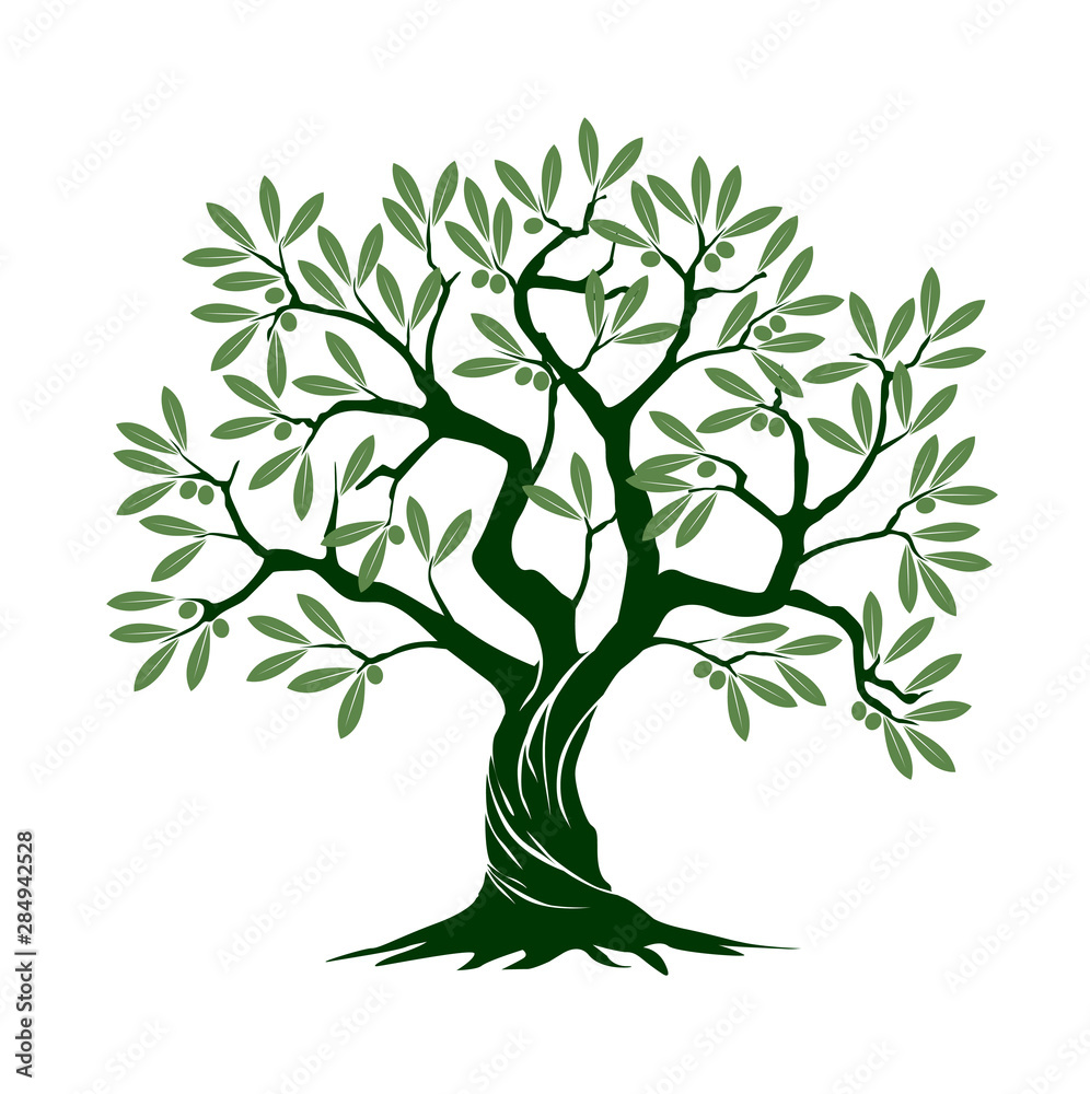 Olive tree on white background. Vector Illustration and concept ...