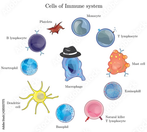 Immune cell army is the immune system that protects human body against ...