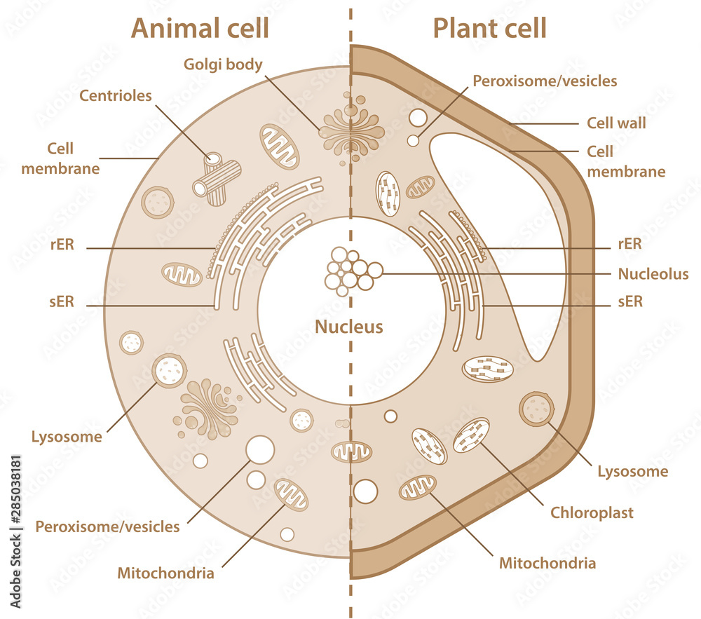 Comparison between plant and animal cells showing different organelles ...