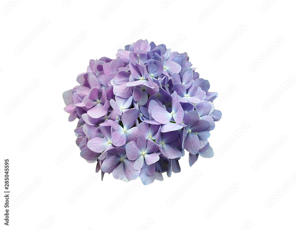 Pastel violet and light pink Hydrengea blossom flower as circle shape ...