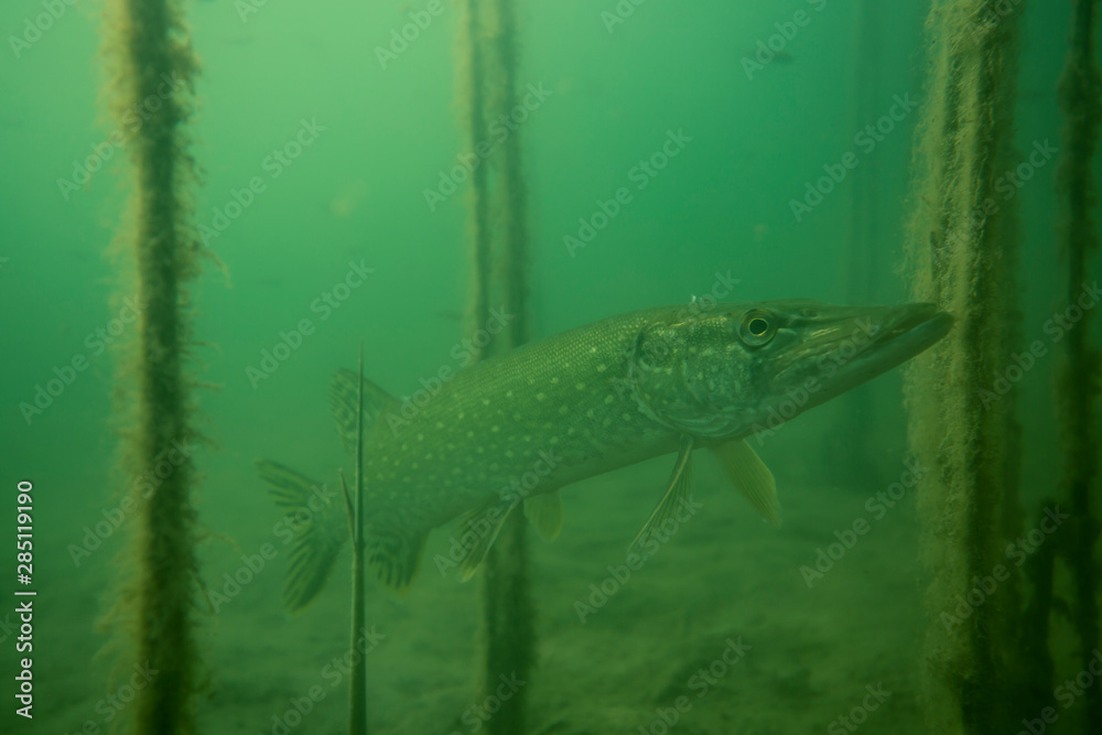 Adventurous picture of wild pike in nature habitat. Huge water volume ...