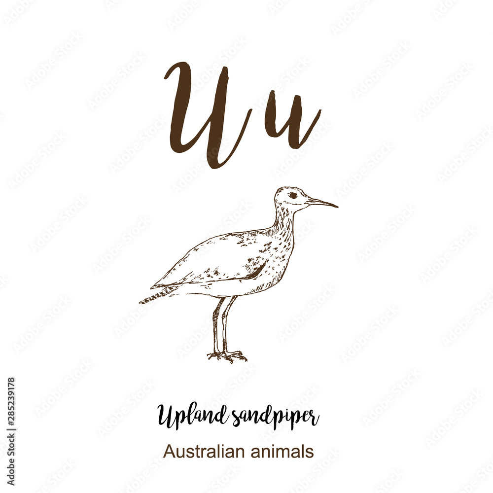 Stock-Vektorgrafik „Upland piper, A to z, alphabet sketch australian ...