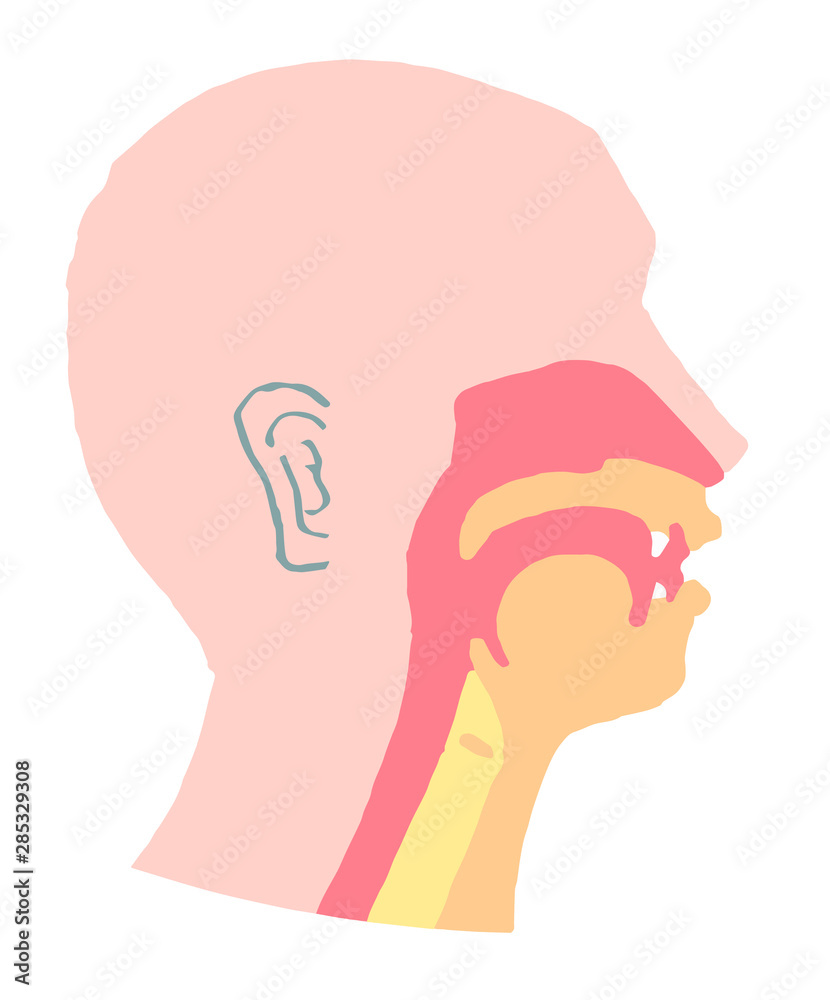 Cross section of human oral cavity Stock Illustration | Adobe Stock