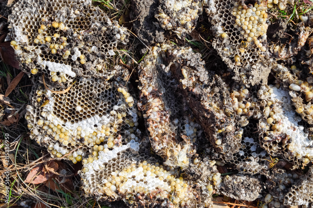 Destroyed hornet's nest. Drawn on the surface of a honeycomb hornet's ...