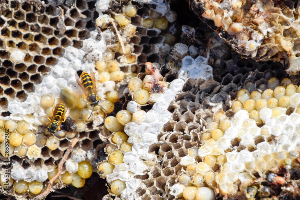 Destroyed hornet's nest. Drawn on the surface of a honeycomb hornet's ...
