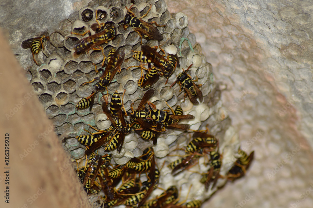 Vespiary. Wasps polist. The nest of a family of wasps which is t Stock ...