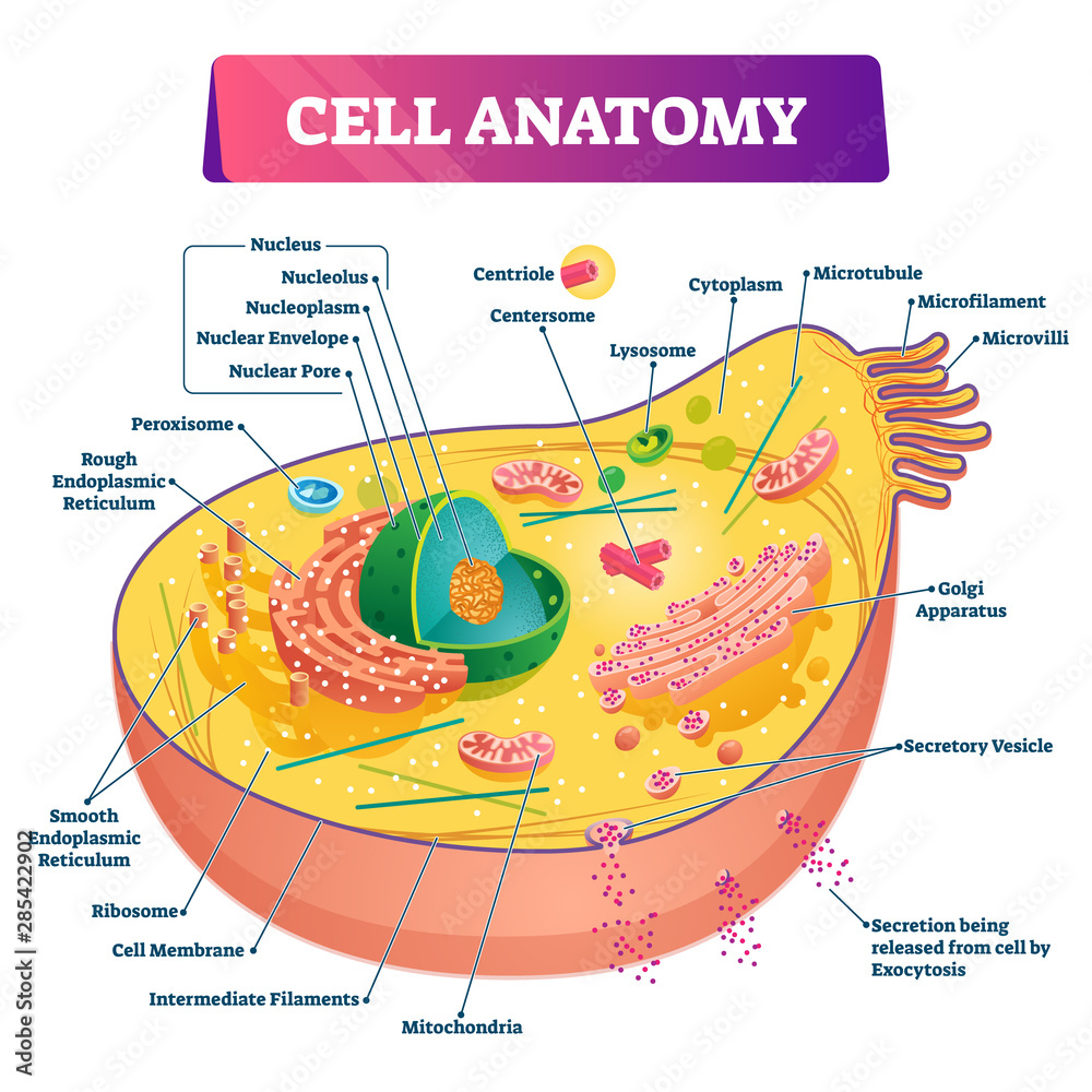 Cell anatomy vector illustration. Labeled educational structure diagram ...