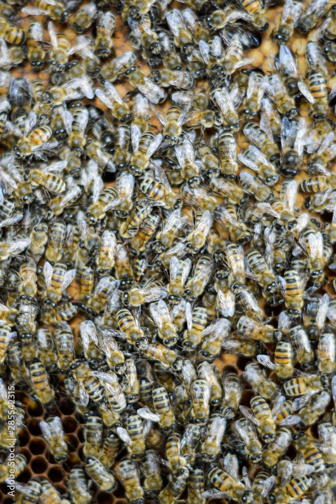 A dense cluster of swarms of bees in the nest. Working bees, drones and ...