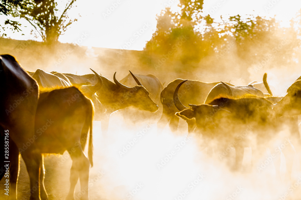 Blurred wallpaper (buffalo flocks) that live together, many of which ...