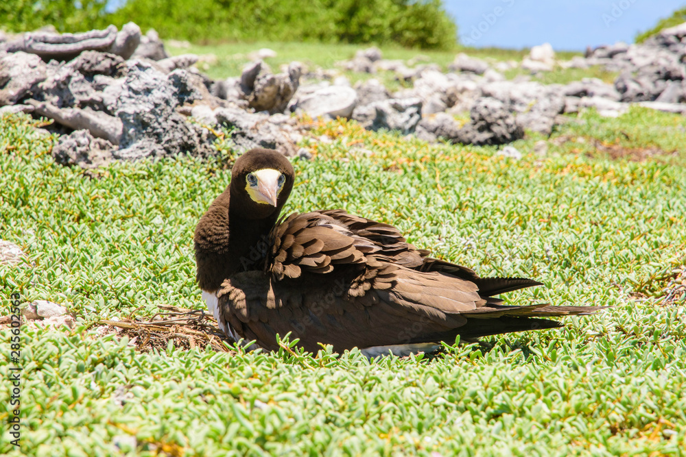 yelow-footed Booby (Sula leucogaster ) mom and unhatched egg in nest ...