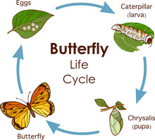 Butterfly Life Cycle Free Stock Photo - Public Domain Pictures