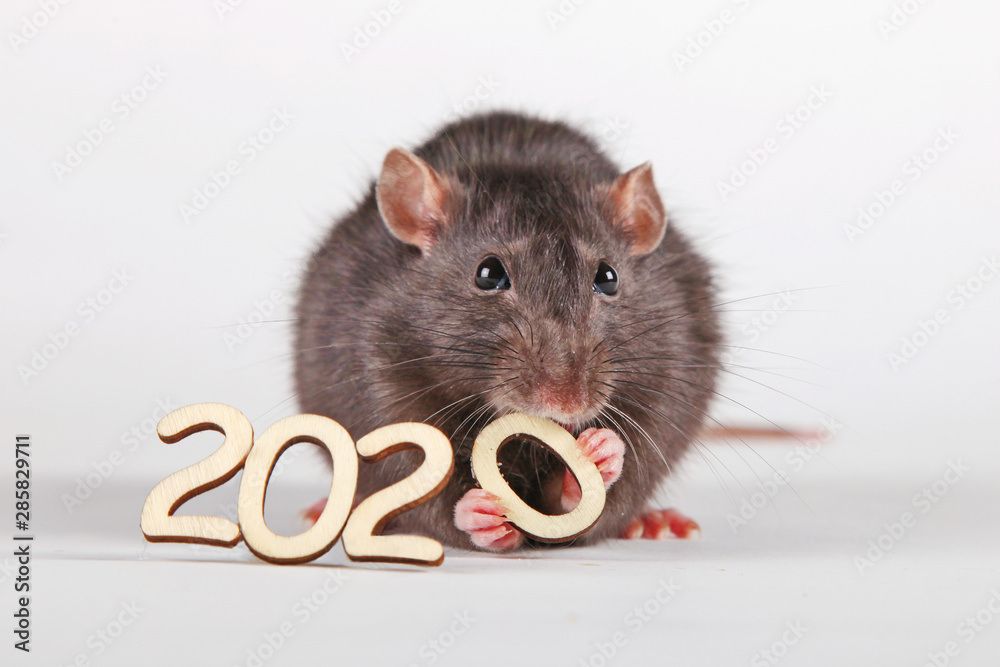 Happy New Year! The symbol of the new 2020 is the rat. A furry rat ...