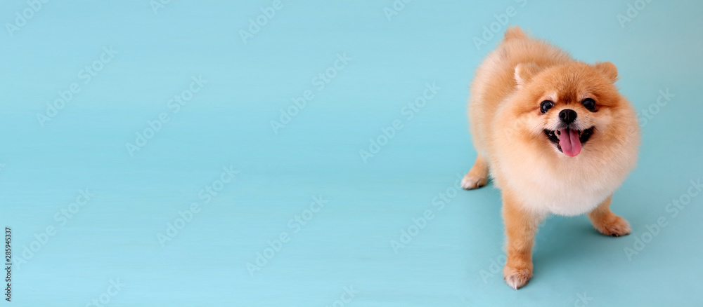 Foto Pomeranian dog with blue backdrop. do Stock | Adobe Stock