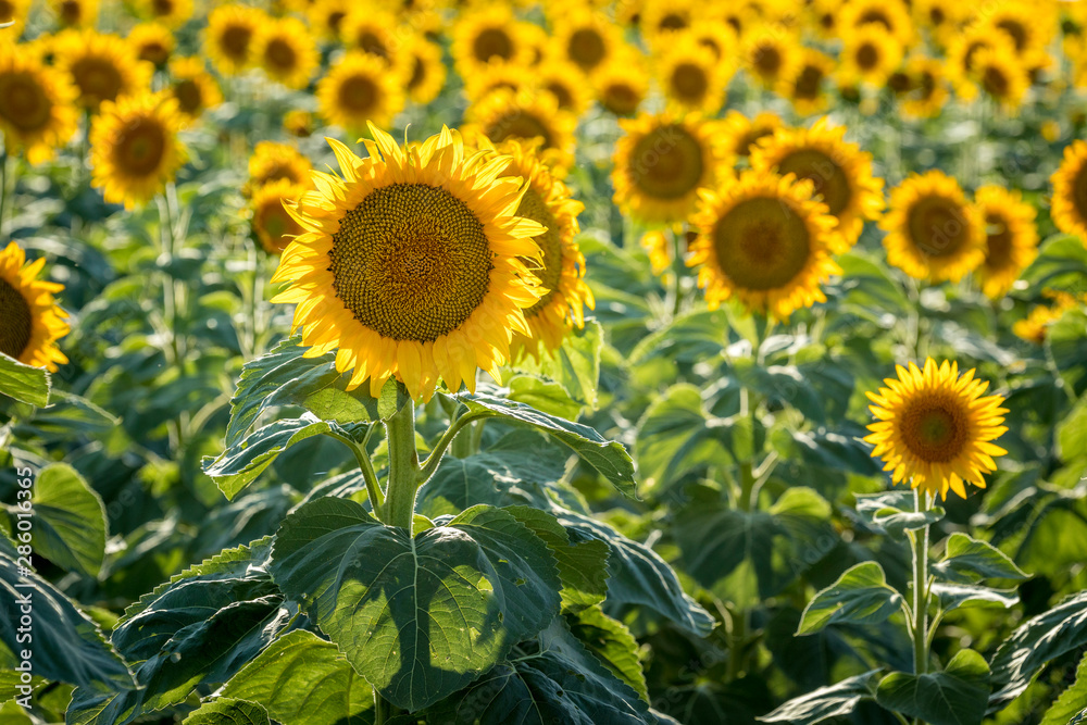 Sunflower fields in Colorado near Denver International Airport Stock ...