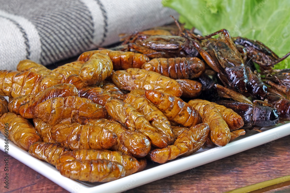 Edible insects : Deep fried crispy salted Silkworm pupae and cricket. Entomophagy : Edible ...